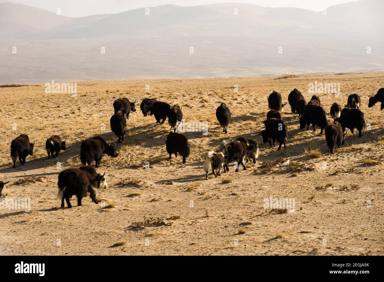 Himalayan buffalo hi-res stock photography and images - Alamy