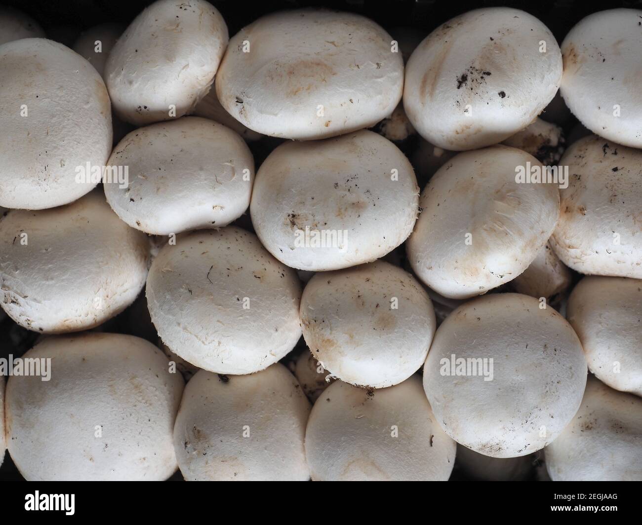 agaricus bisporus aka champignons mushrooms vegetarian food | (agaricus ...