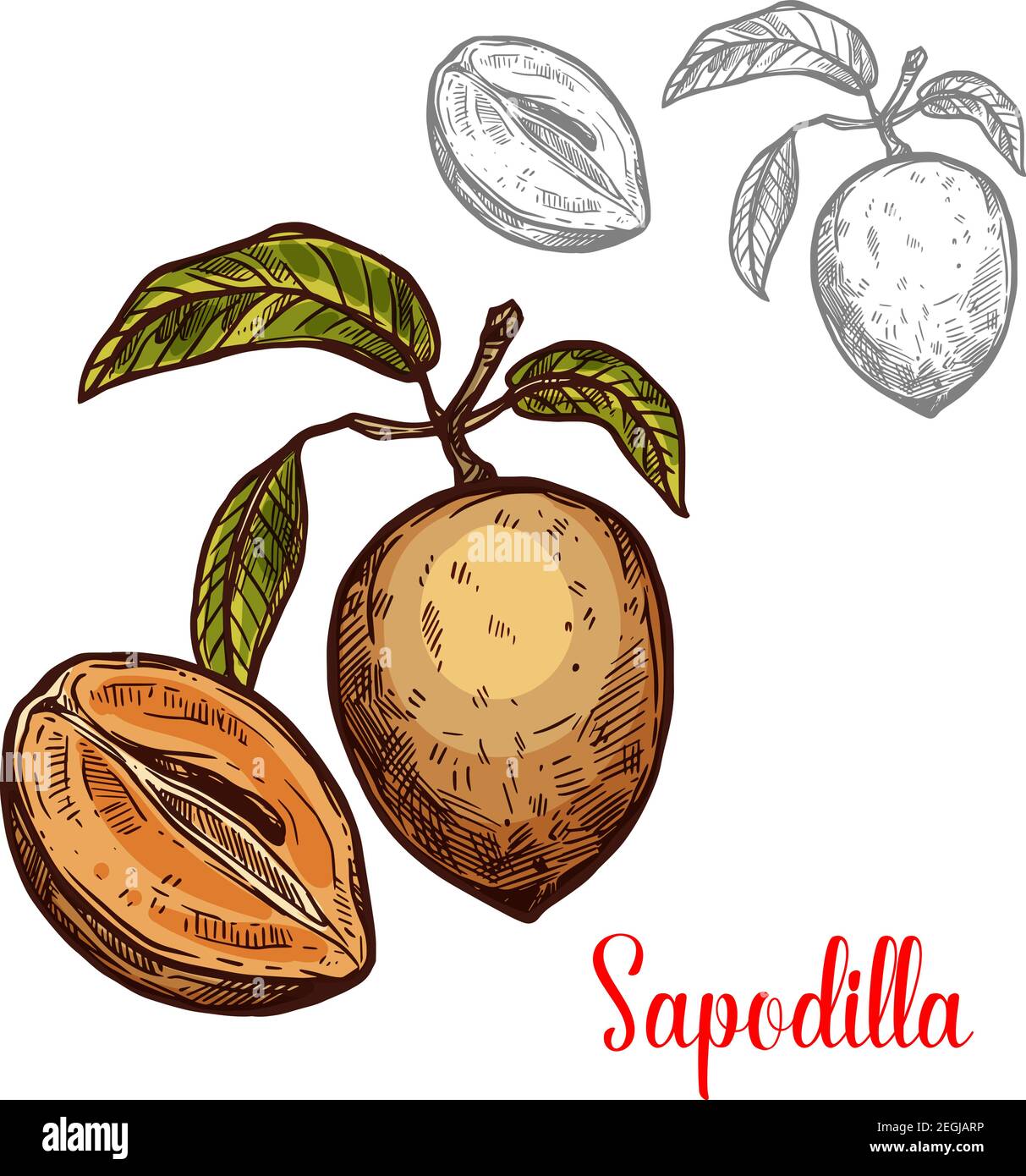 Sapodilla Fruit Drawing