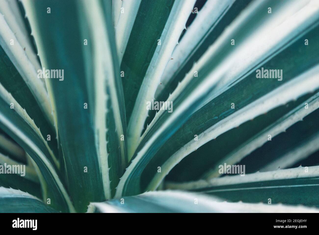 Blue stripes agave leaves (Caribbean Agave), closeup photograph Stock ...