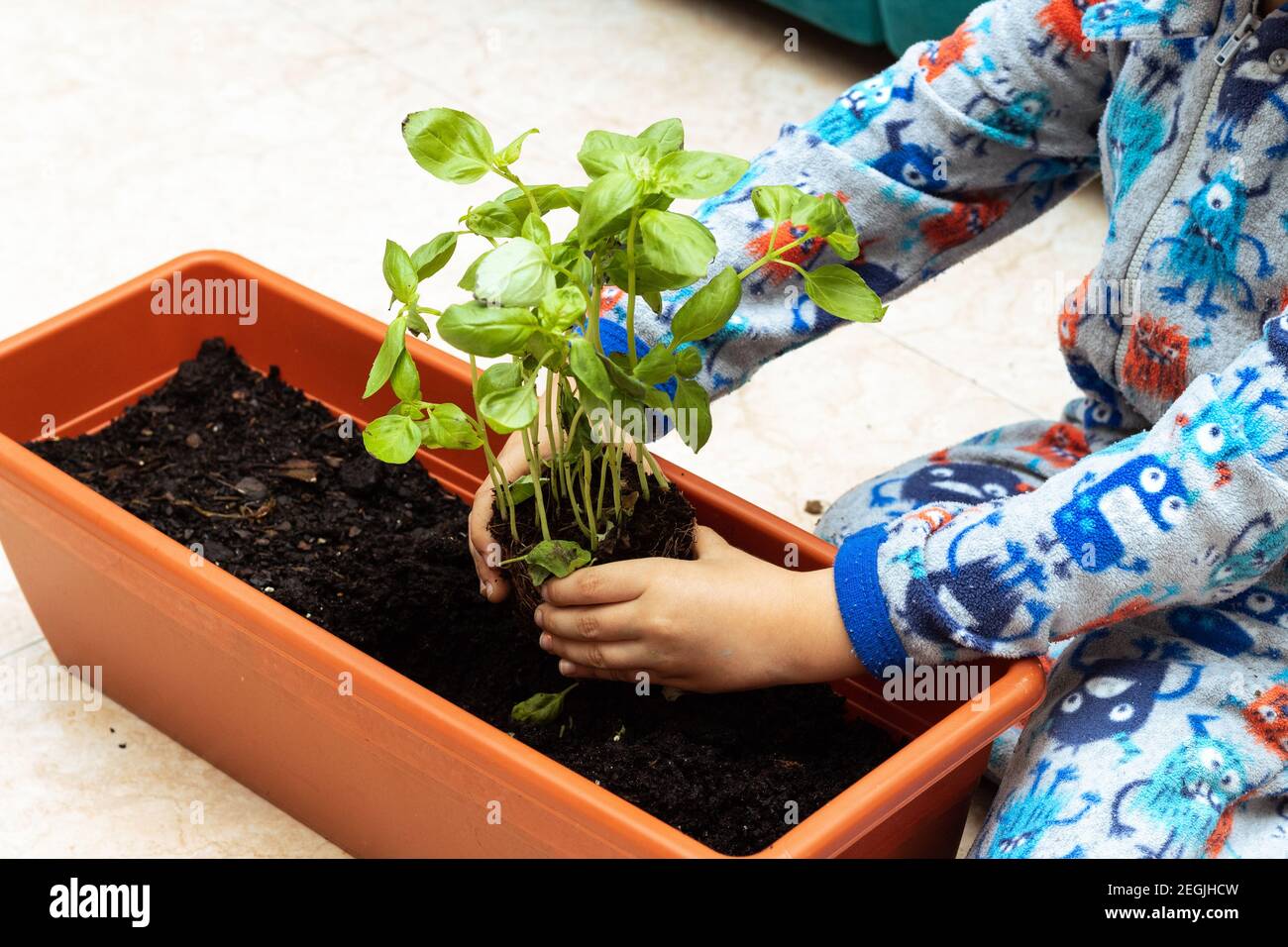 Boy planting plant in a pot at home Stock Photo - Alamy