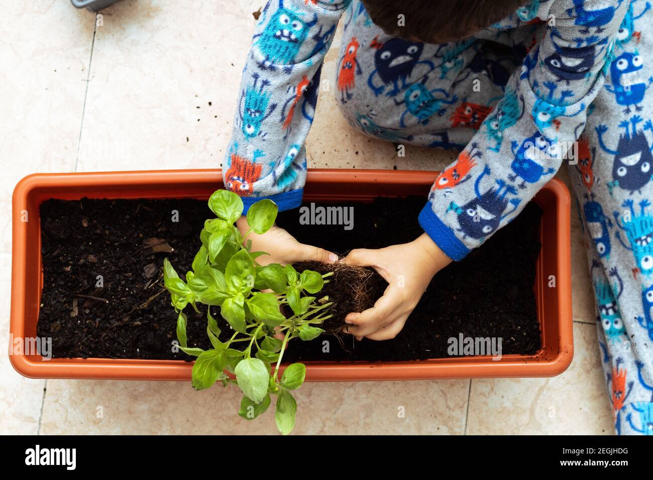 Boy planting plant in a pot at home Stock Photo - Alamy