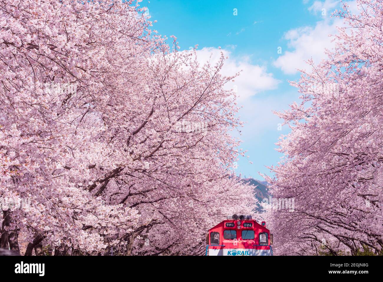 Cherry blossom with train in spring in Korea is the popular cherry ...