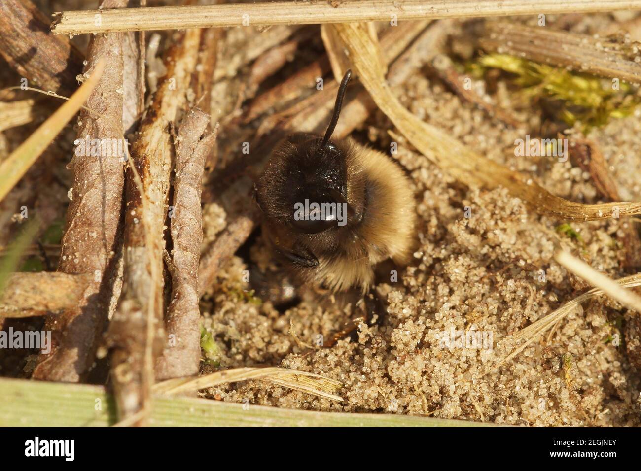 Bees nest ground hi-res stock photography and images - Alamy