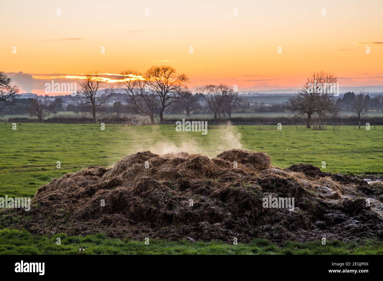 Steaming pile of horse poo under the sunset in Gloucestershire Stock ...