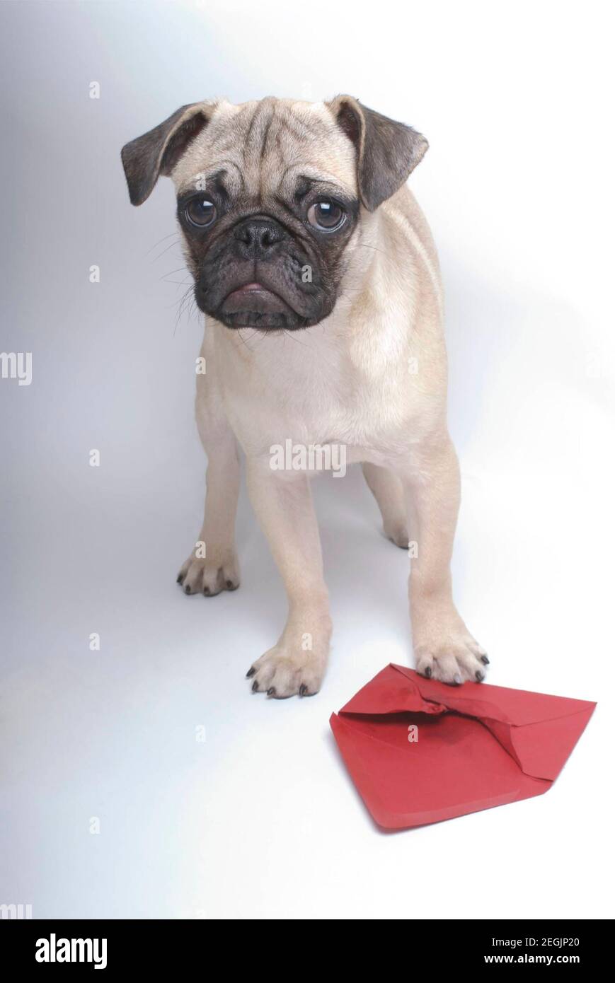 Sad pug hi-res stock photography and images - Alamy