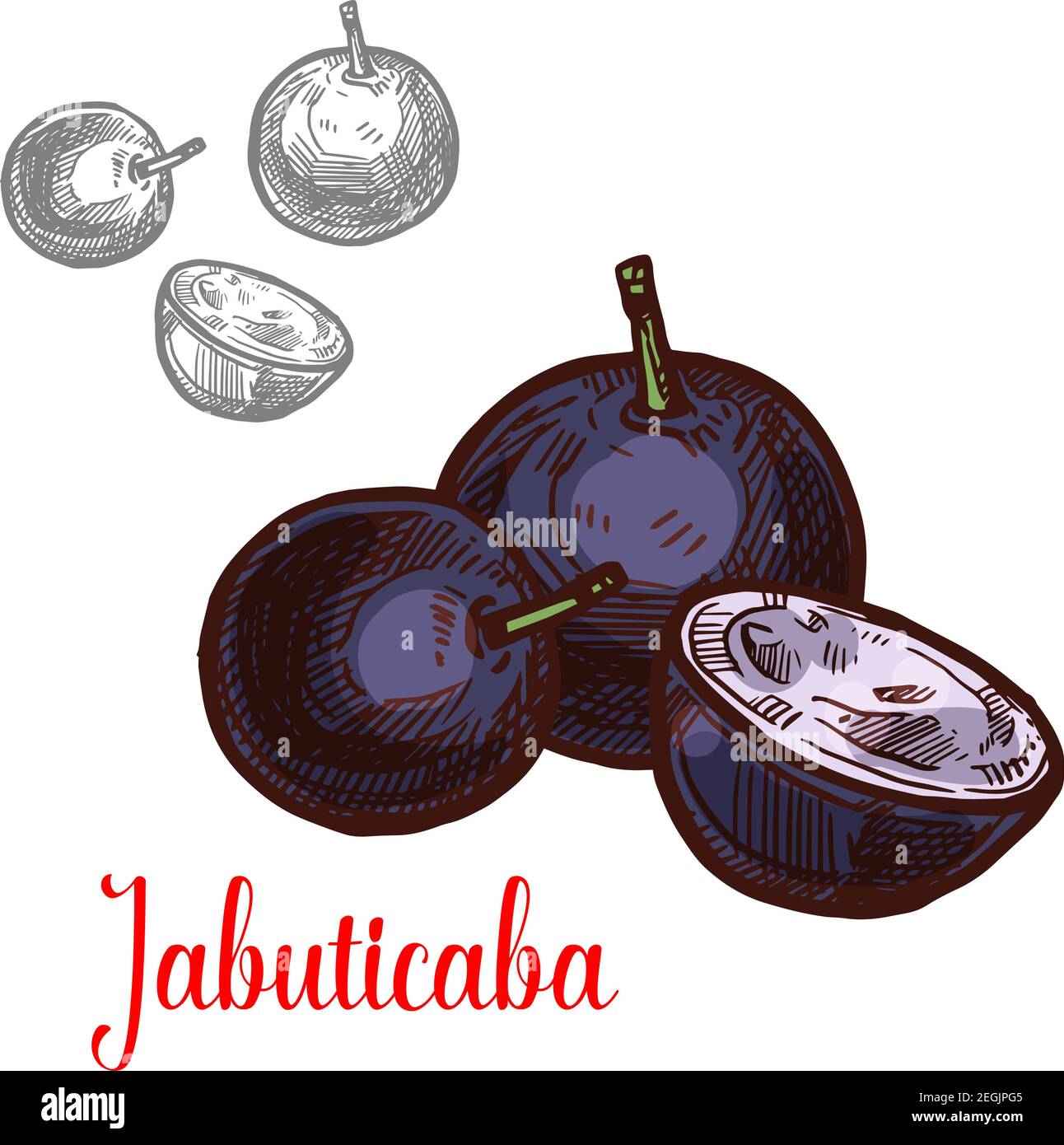 Jabuticaba tree Stock Vector Images - Alamy