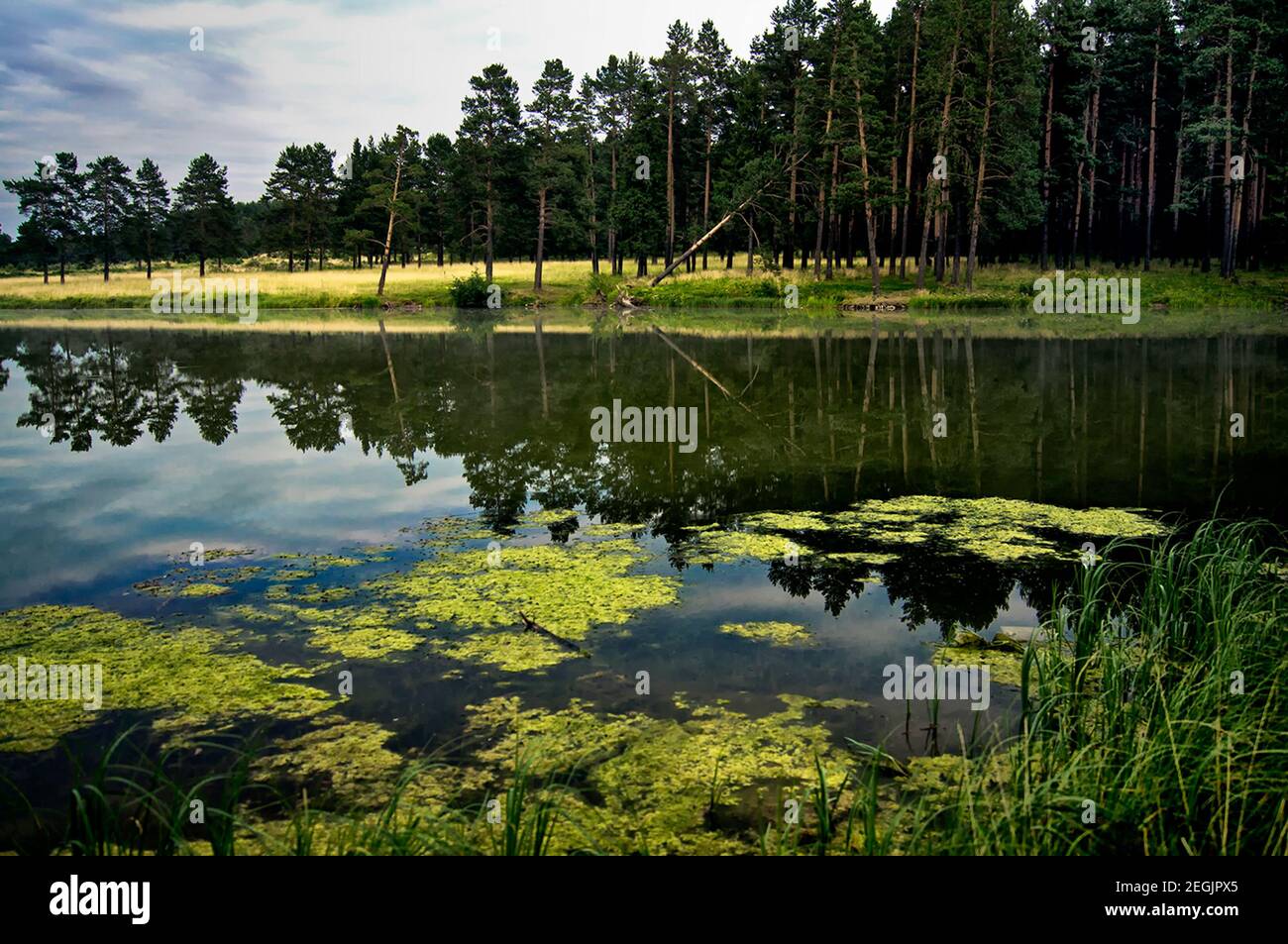 Vegetation near the reservoir. Grass by the shore of the lake Stock ...