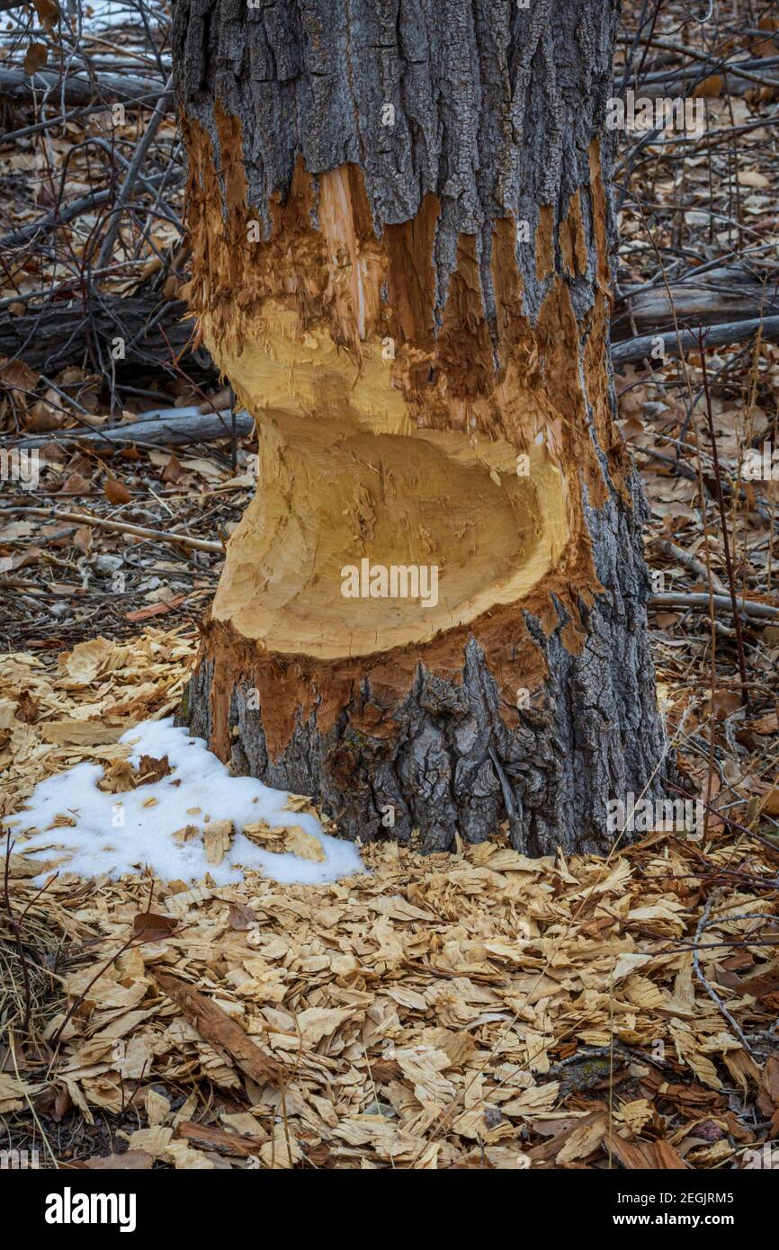 Lance-leaf Cottonwood tree (Populus accuminata Rydberg) severely chewed ...