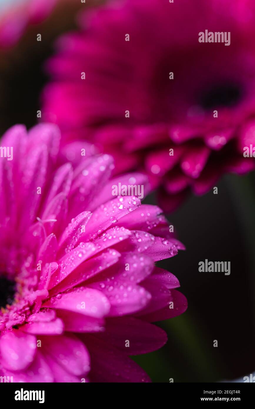 African daisy water droplets hi-res stock photography and images - Alamy