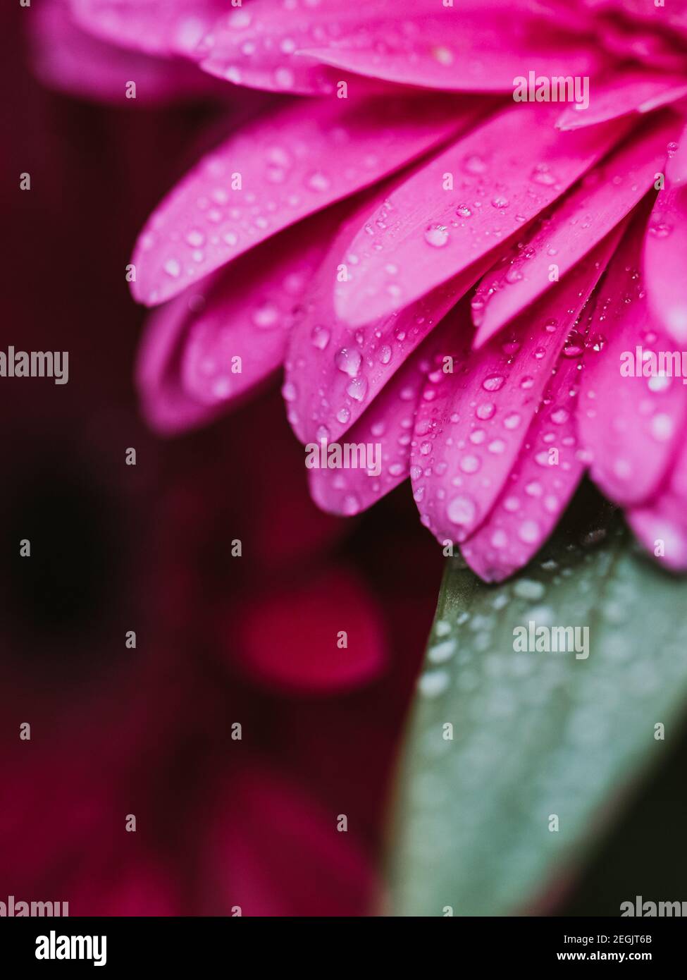 African daisy water droplets hi-res stock photography and images - Alamy