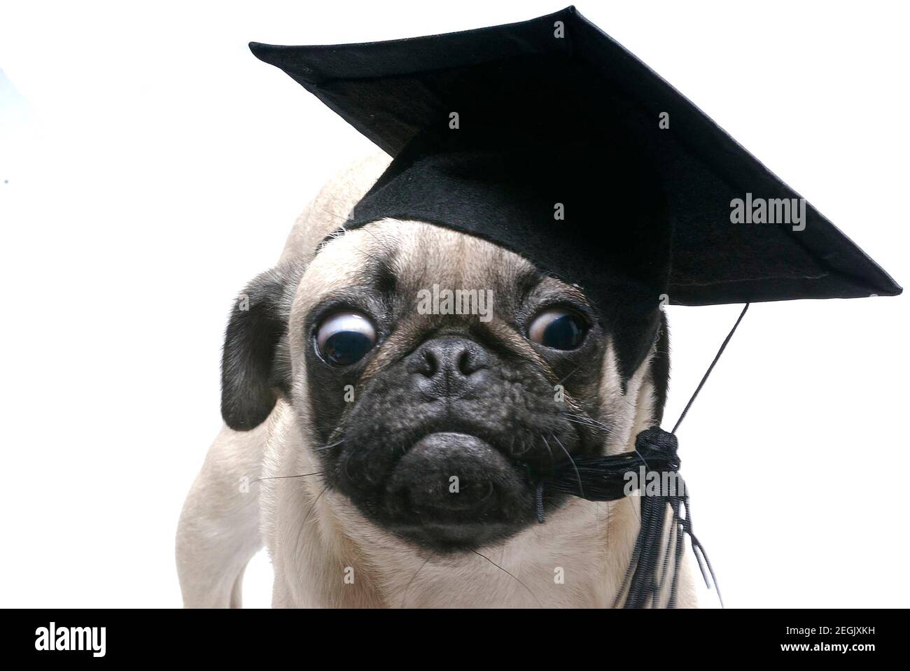 Pug pup wearing a graduation cap Stock Photo - Alamy