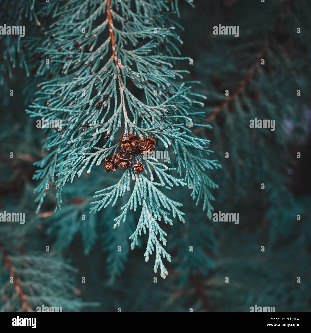 green pine tree leaves in spring season, green background Stock Photo ...
