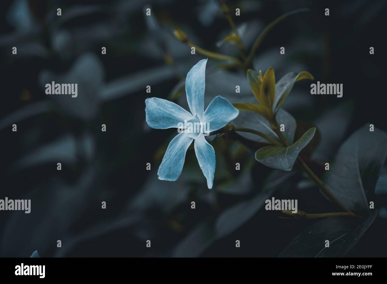 Blue flower plant in hi-res stock photography and images - Alamy
