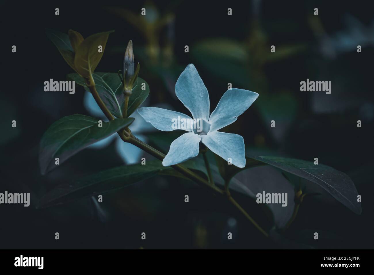 Blue flower plant in hi-res stock photography and images - Alamy