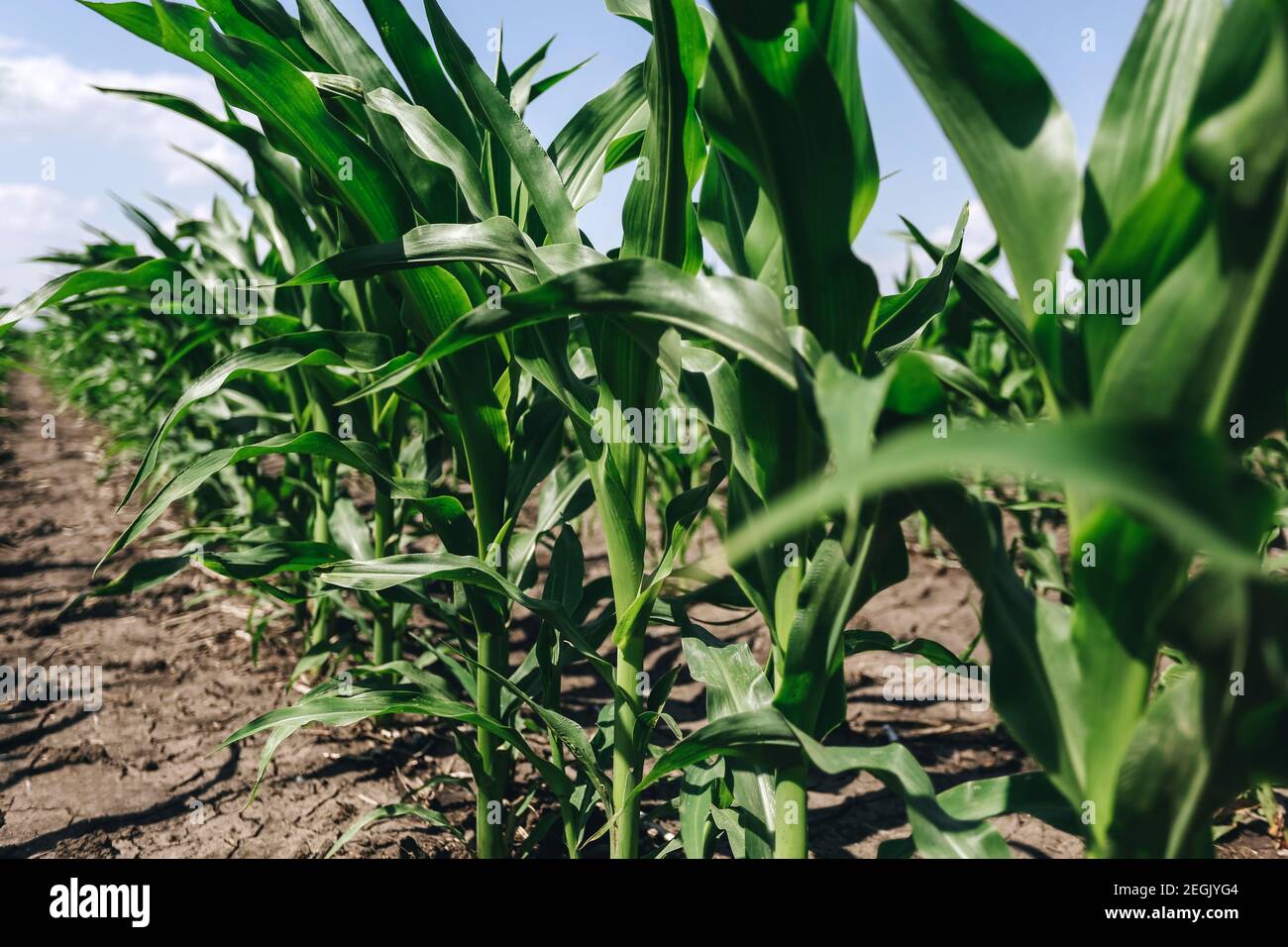 Natural farming background with growing corn in row, agriculture Stock ...