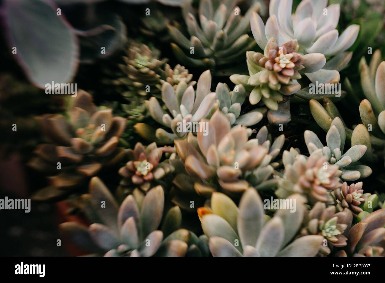 Terrestrial algae hi-res stock photography and images - Alamy