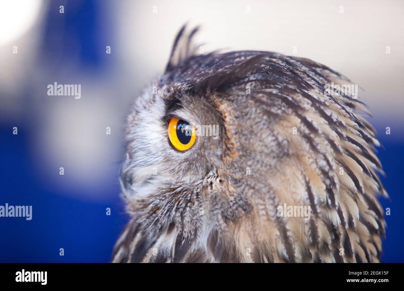 Indian eagle-owl, Bubo bengalensis, also called the rock eagle-owl or ...