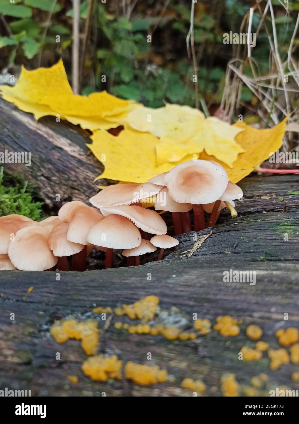 Mushrooms in our region hi-res stock photography and images - Alamy