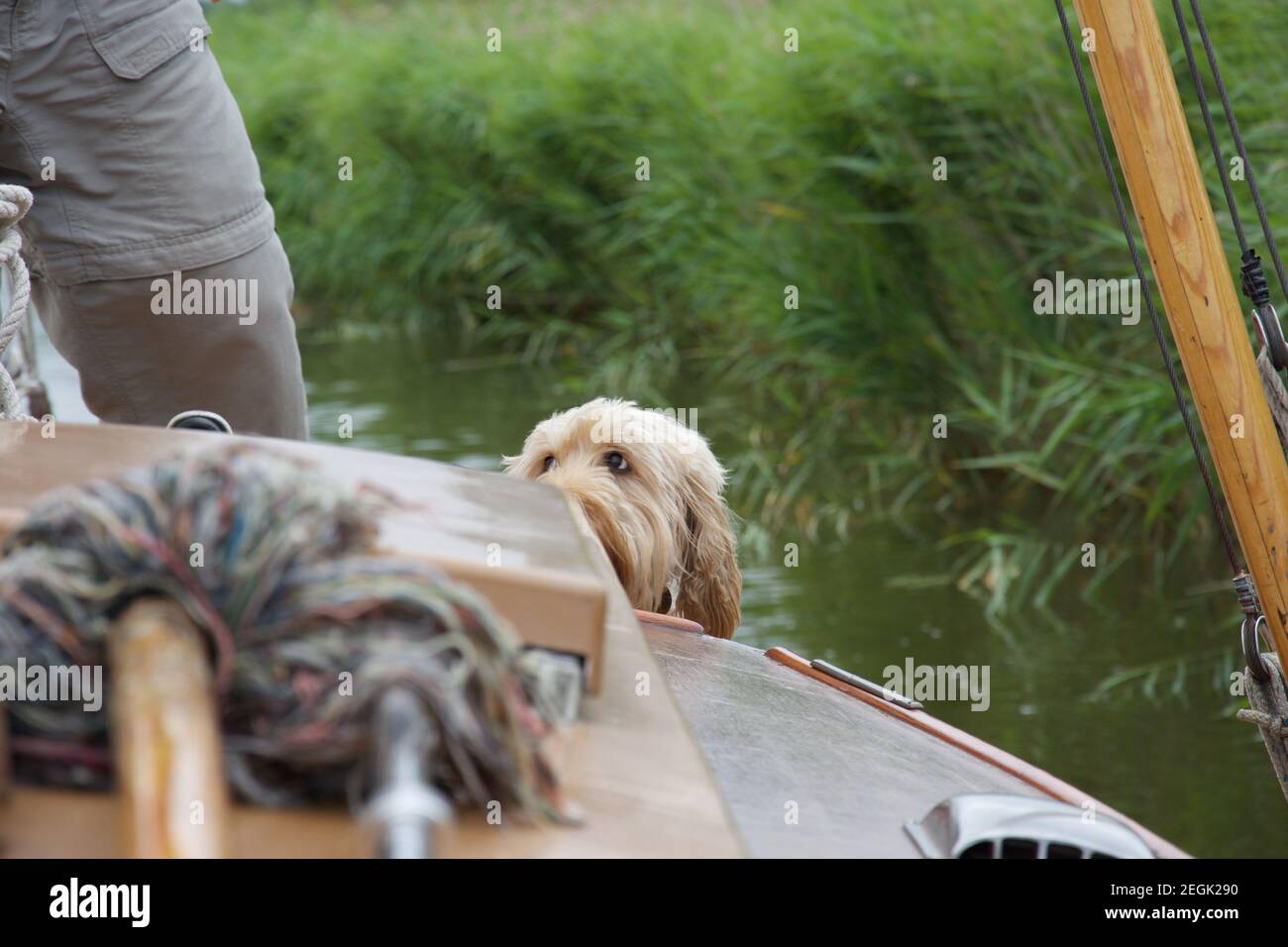 An apricot (blonde) cockapoo on the deck of a boat, near reeds on the ...