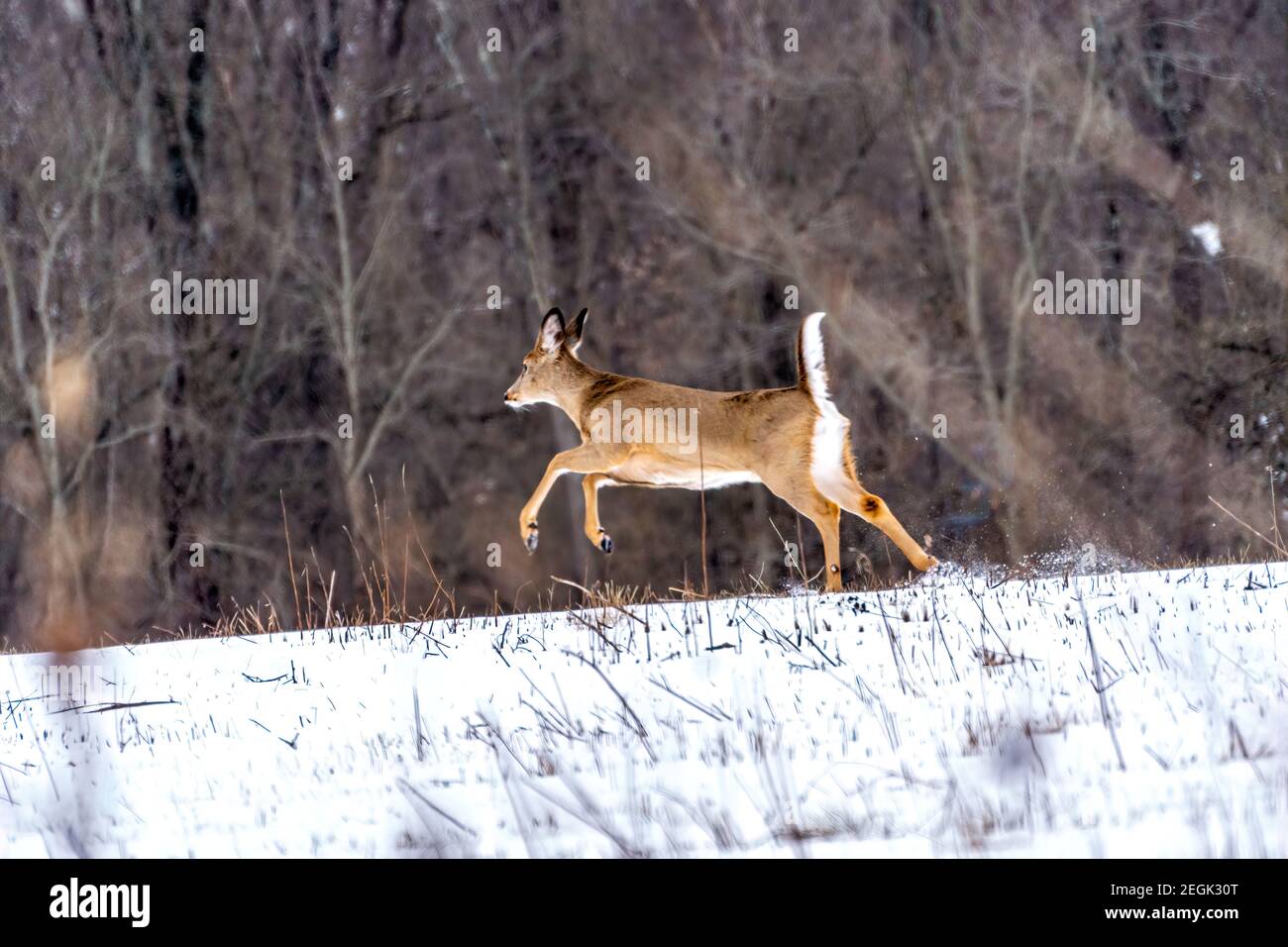 Running deer hi-res stock photography and images - Alamy
