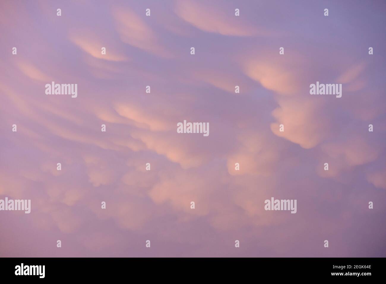 Abstract purple background violet clouds hi-res stock photography and ...