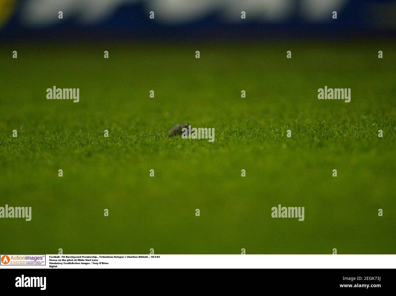 Morton the mouse hi-res stock photography and images - Alamy