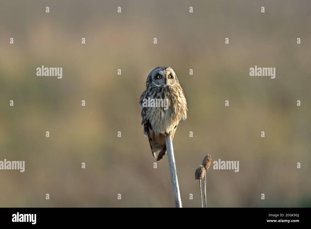 The short-eared owl is a widespread grassland species in the. Owls ...