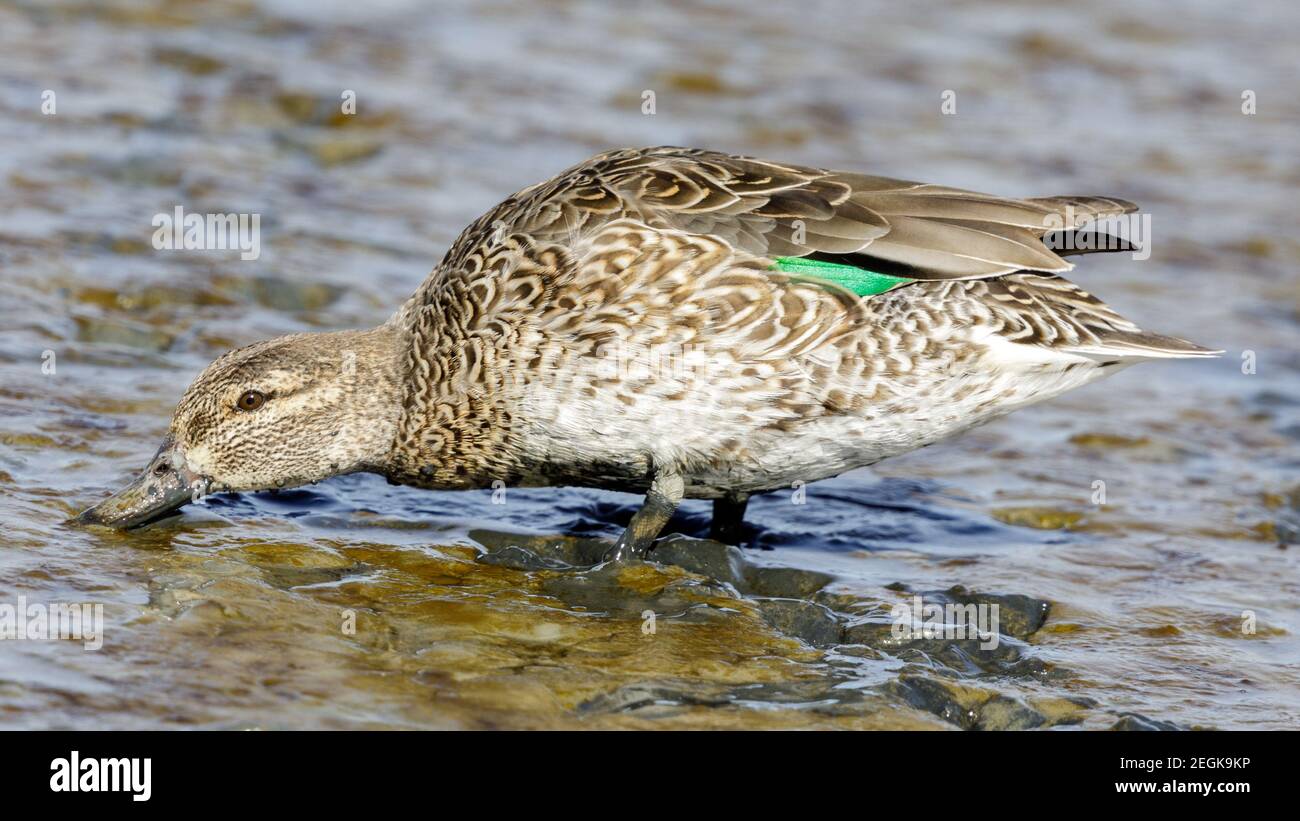 Female teal on lake hi-res stock photography and images - Alamy