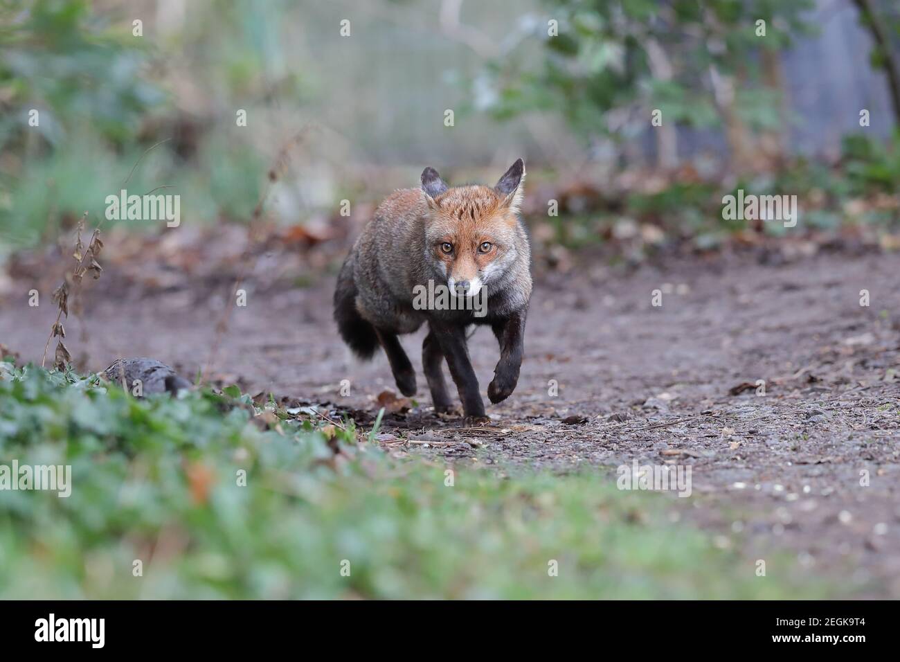 The red fox is the largest of the true foxes and one of the most widely ...