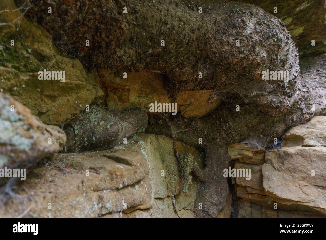 Roots growing into rock hi-res stock photography and images - Alamy