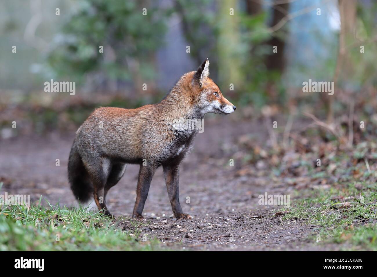 The red fox is the largest of the true foxes and one of the most widely ...