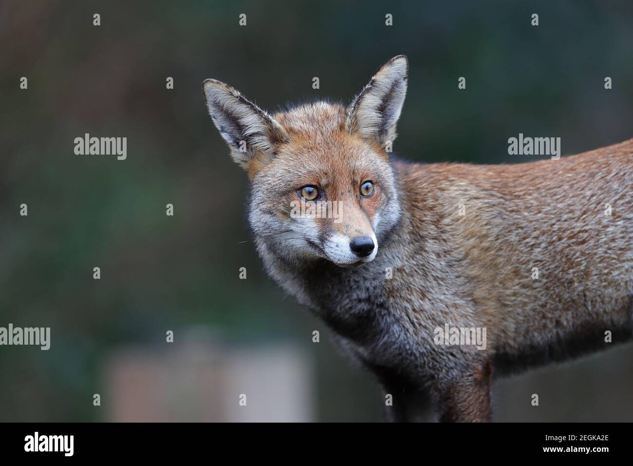 The red fox is the largest of the true foxes and one of the most widely ...