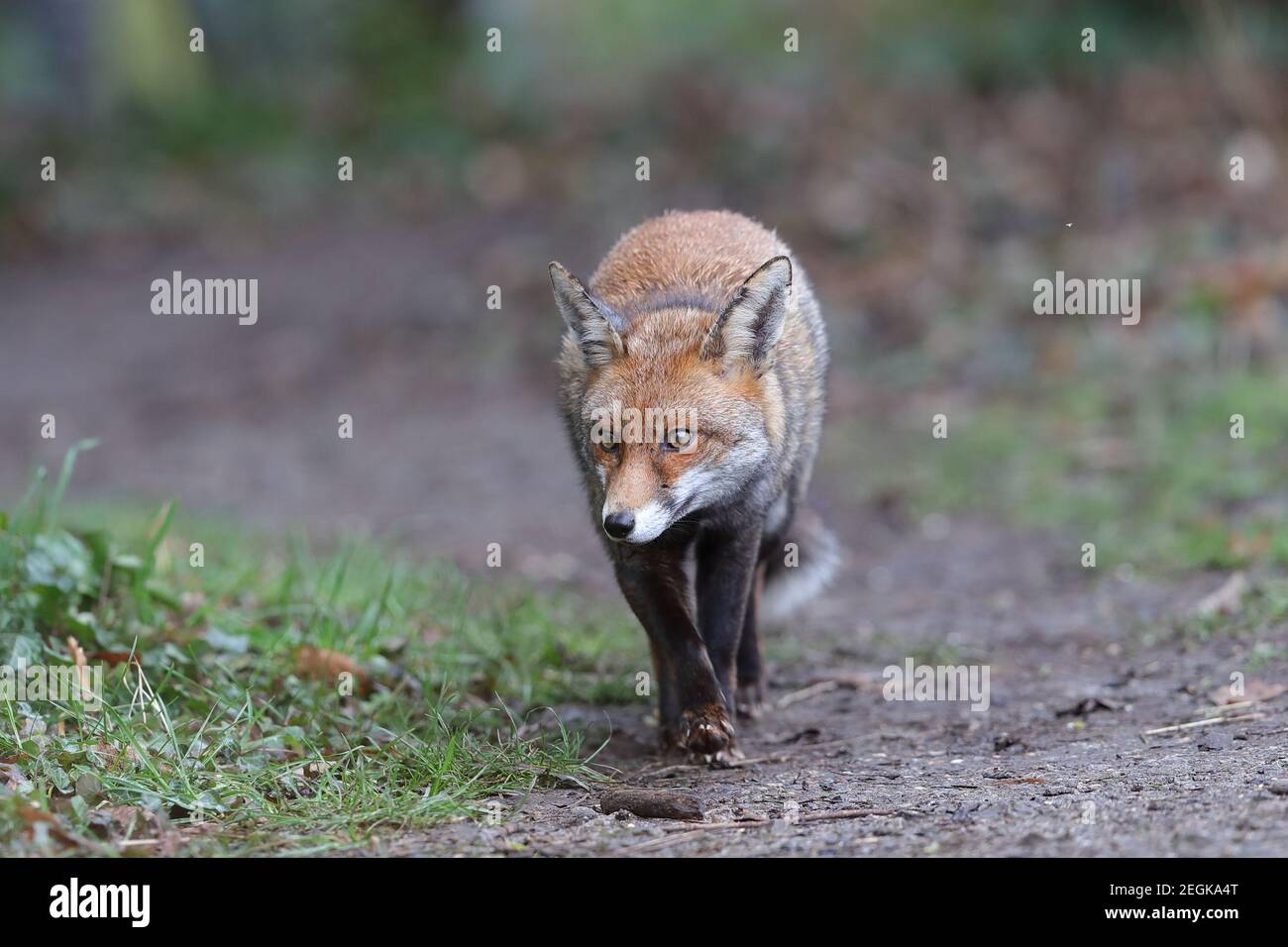 The red fox is the largest of the true foxes and one of the most widely ...