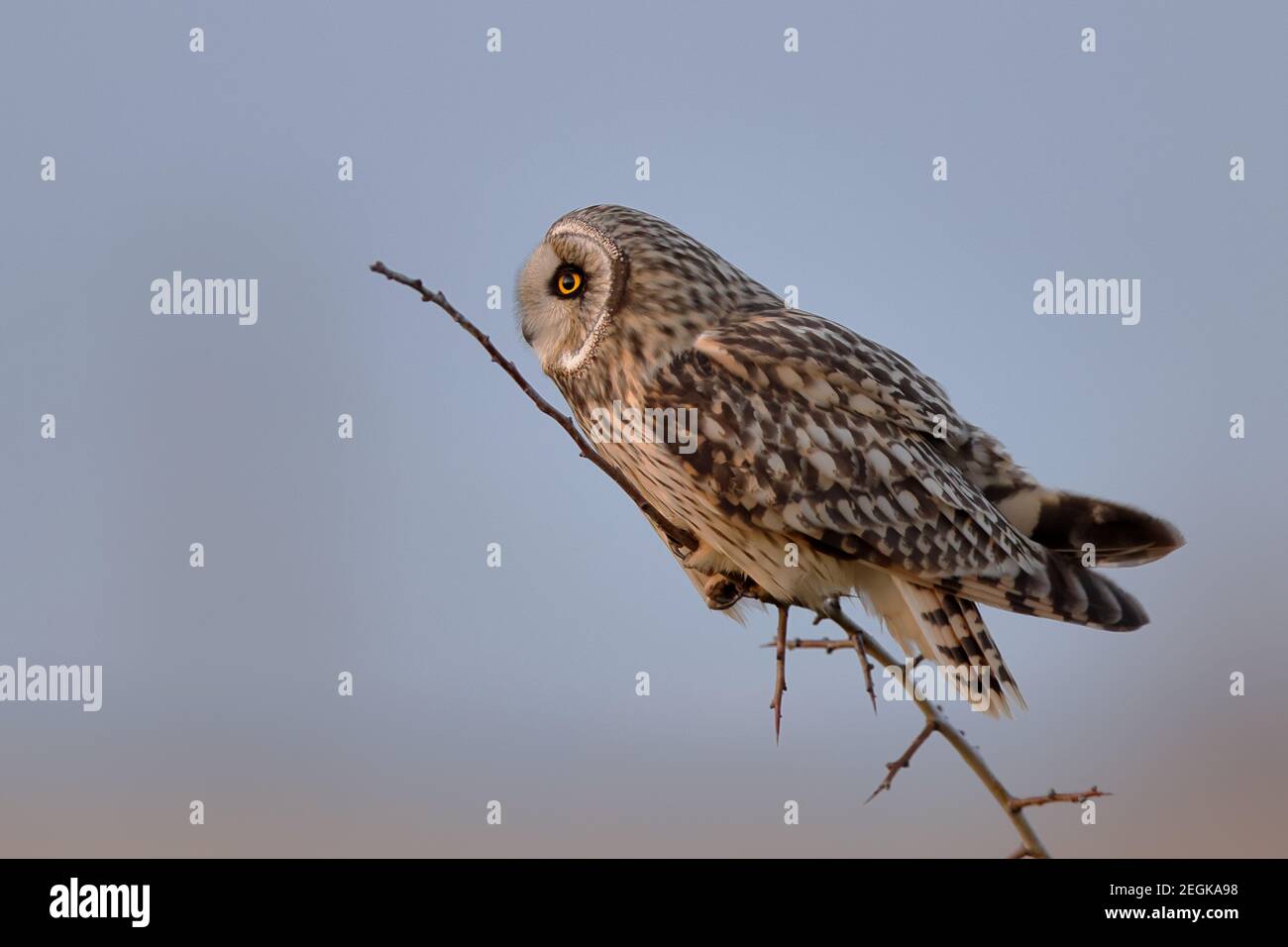 The short-eared owl is a widespread grassland species in the. Owls ...