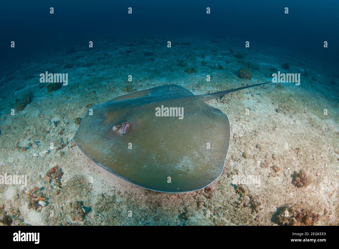 Pink whipray hi-res stock photography and images - Alamy
