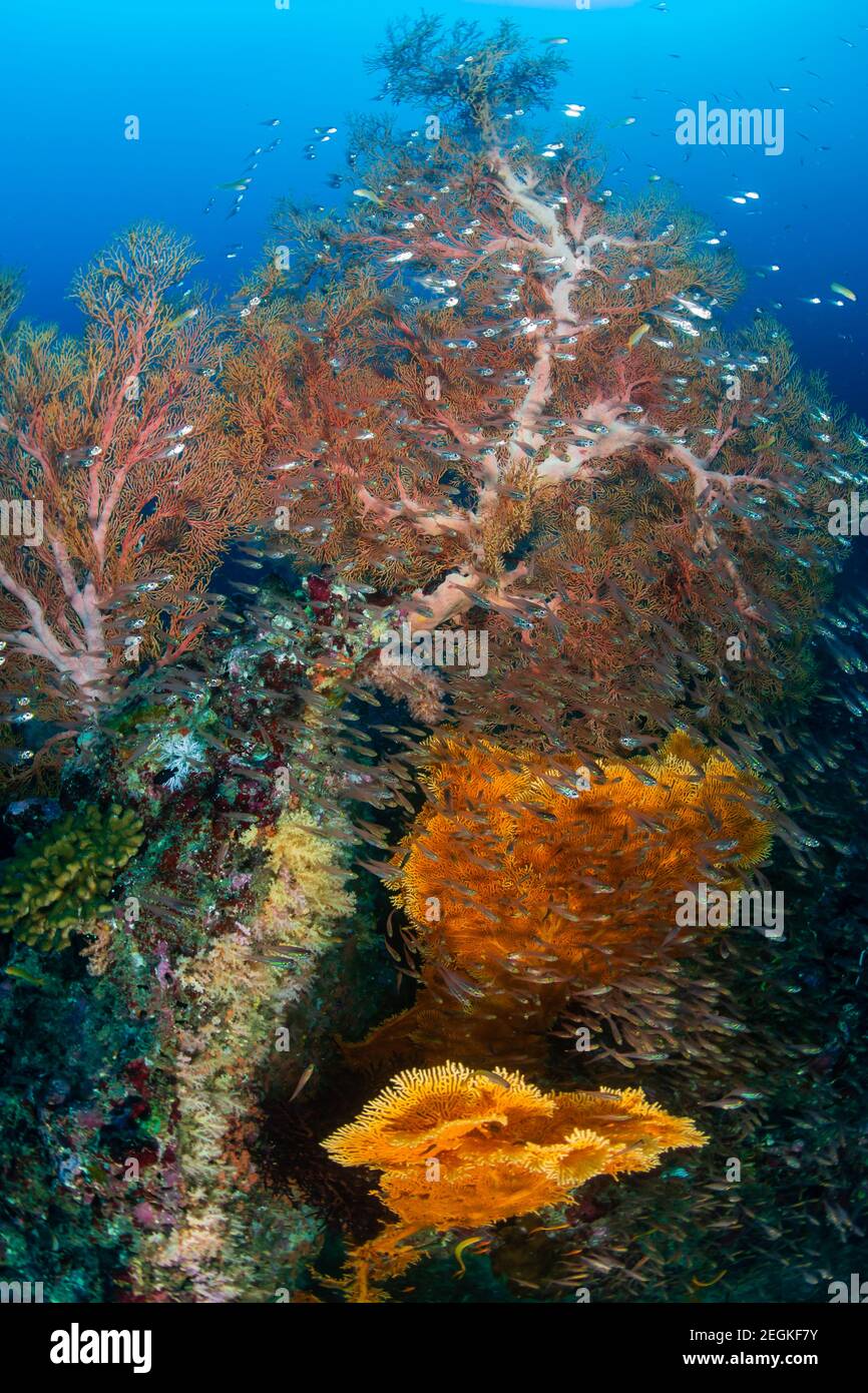 A beautiful, colorful tropical coral reef system in Thailand's Andaman ...