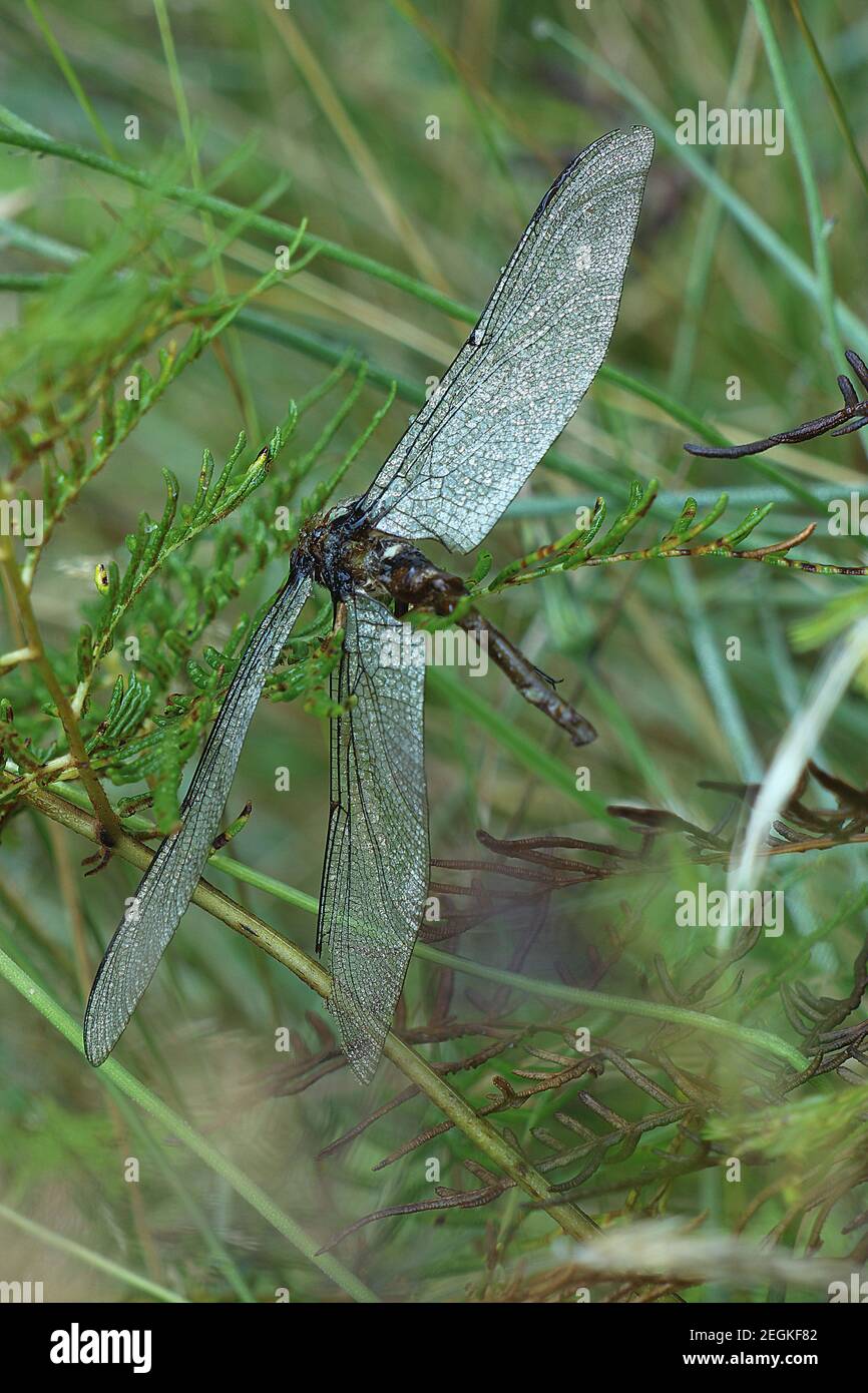 Dead bush hi-res stock photography and images - Alamy