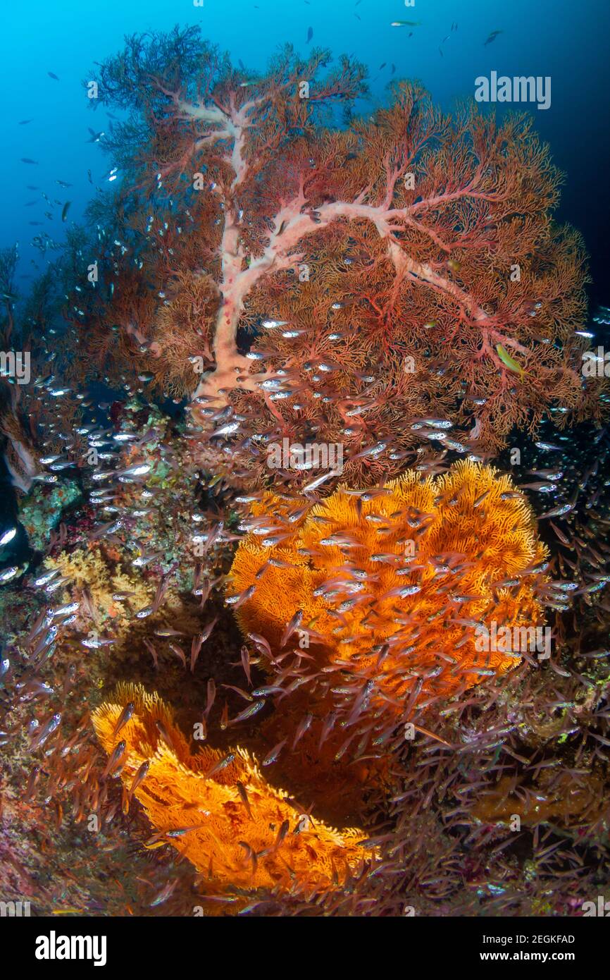 A beautiful, colorful tropical coral reef system in Thailand's Andaman ...
