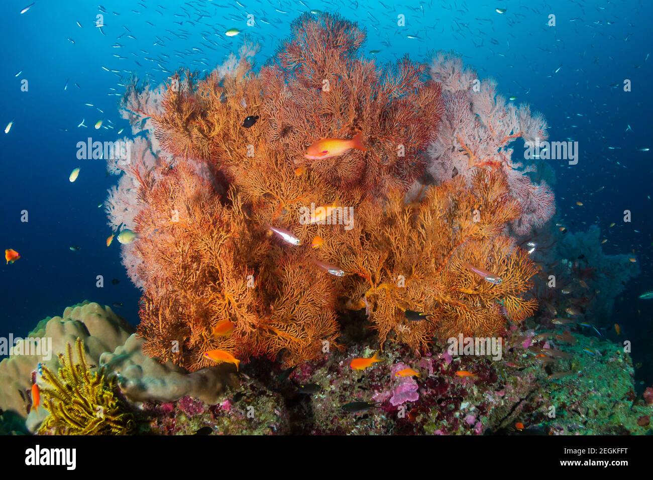 A beautiful, colorful tropical coral reef system in Thailand's Andaman ...