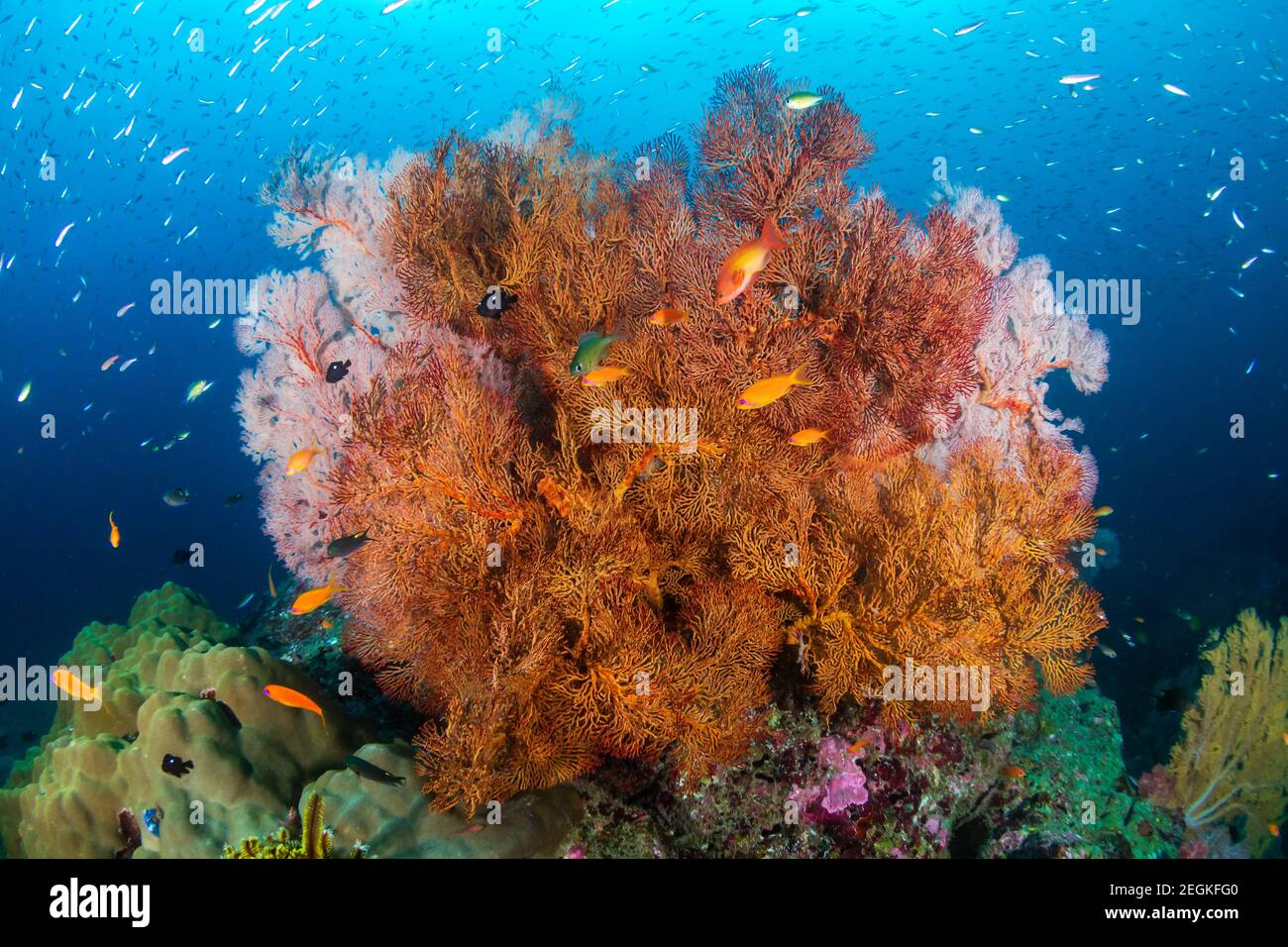 A beautiful, colorful tropical coral reef system in Thailand's Andaman ...