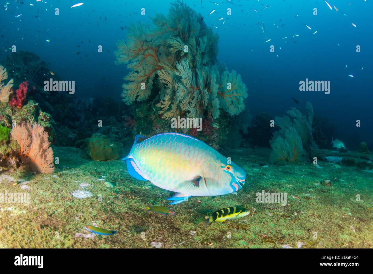 Parrot fish feeding coral hi-res stock photography and images - Alamy