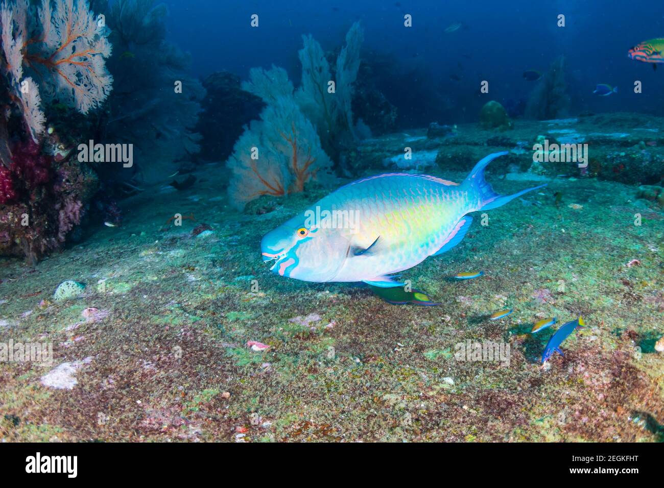 Parrot fish feeding coral hi-res stock photography and images - Alamy