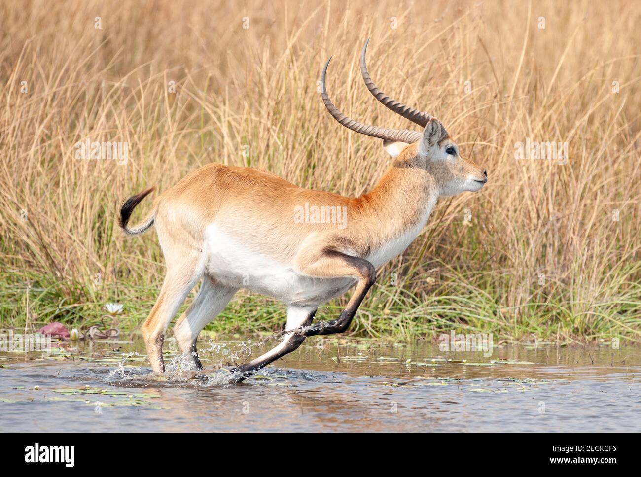 lechwe in the swamp lands of Botswana, Africa Stock Photo - Alamy