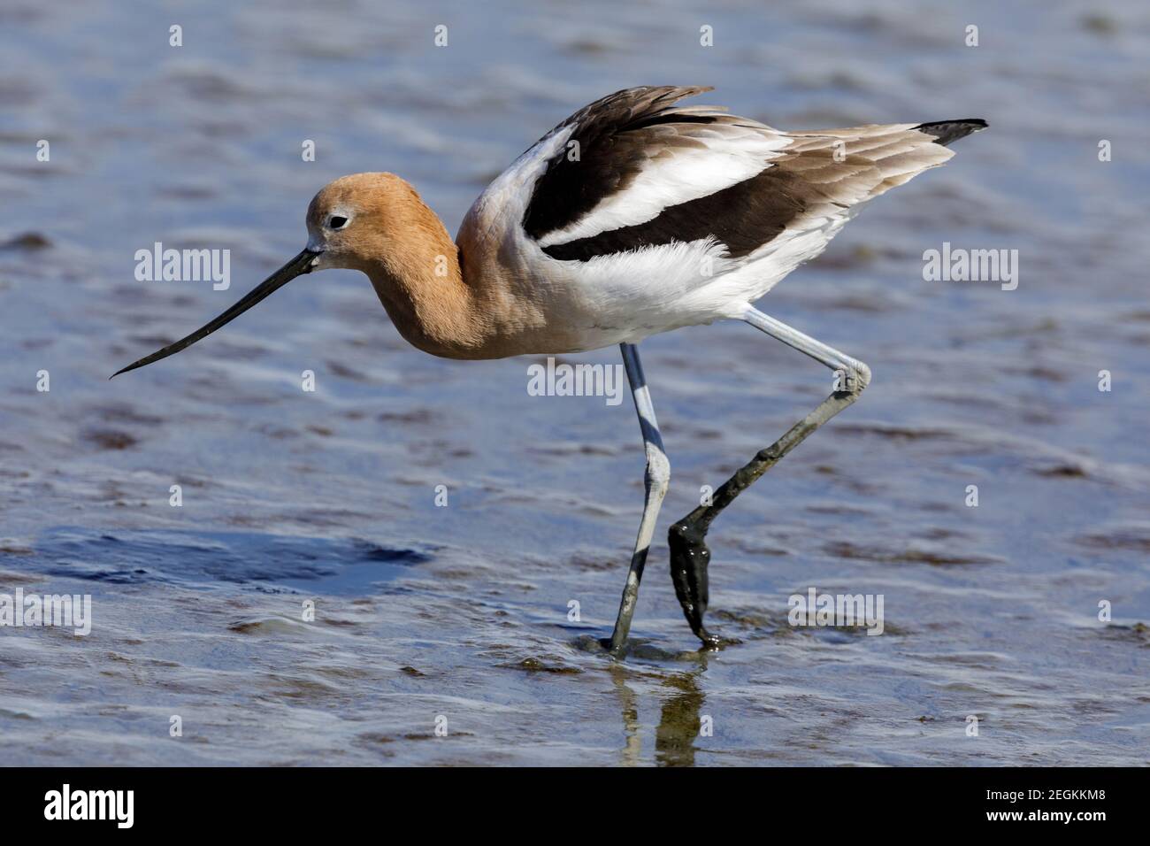 American avocet side view hi-res stock photography and images - Alamy