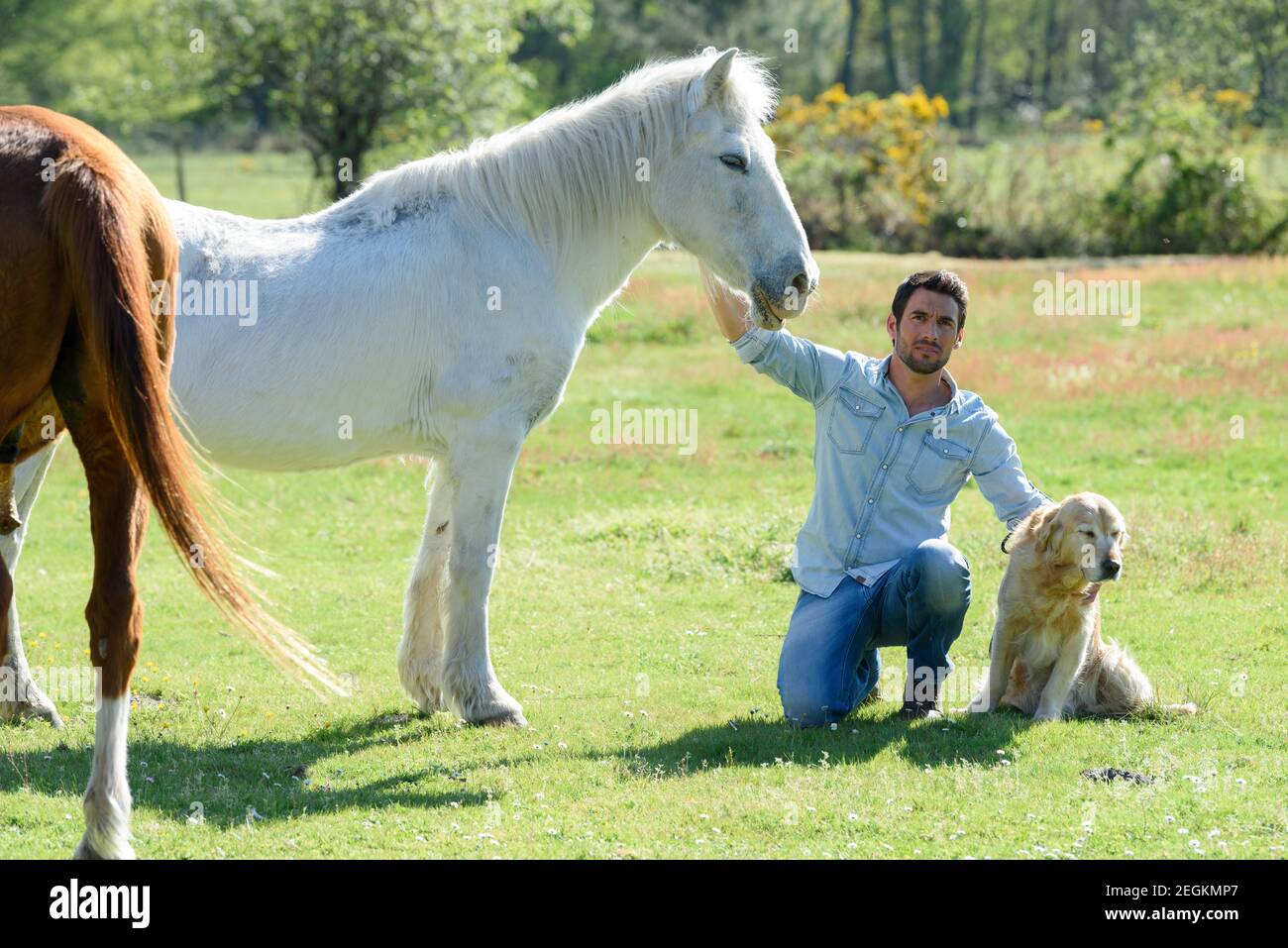 man with his horses and dog Stock Photo - Alamy