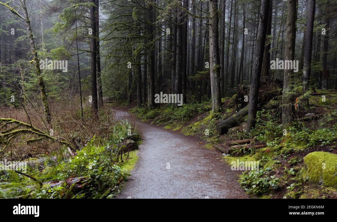 Beautiful Path in the Rainforest Stock Photo - Alamy