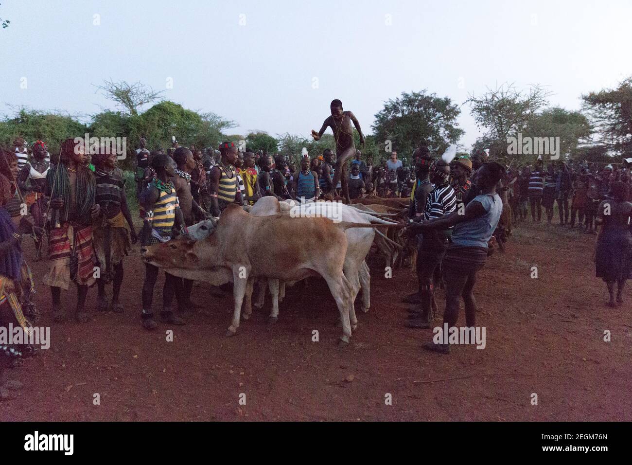 A young man participates in a bull jumping ceremony. The bull jumping ...