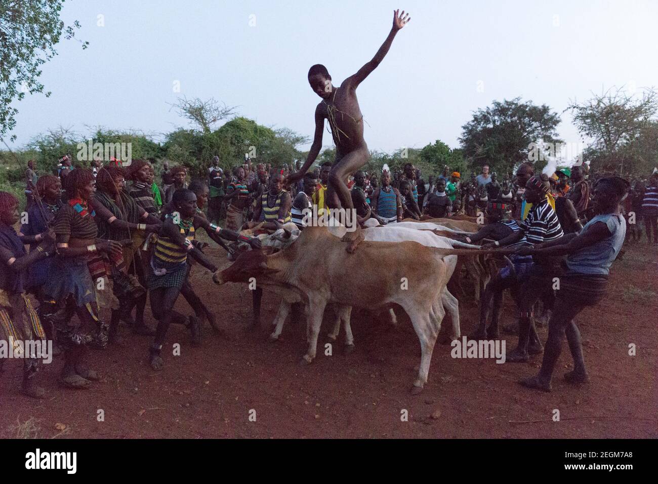 A young man participates in a bull jumping ceremony. The bull jumping ...