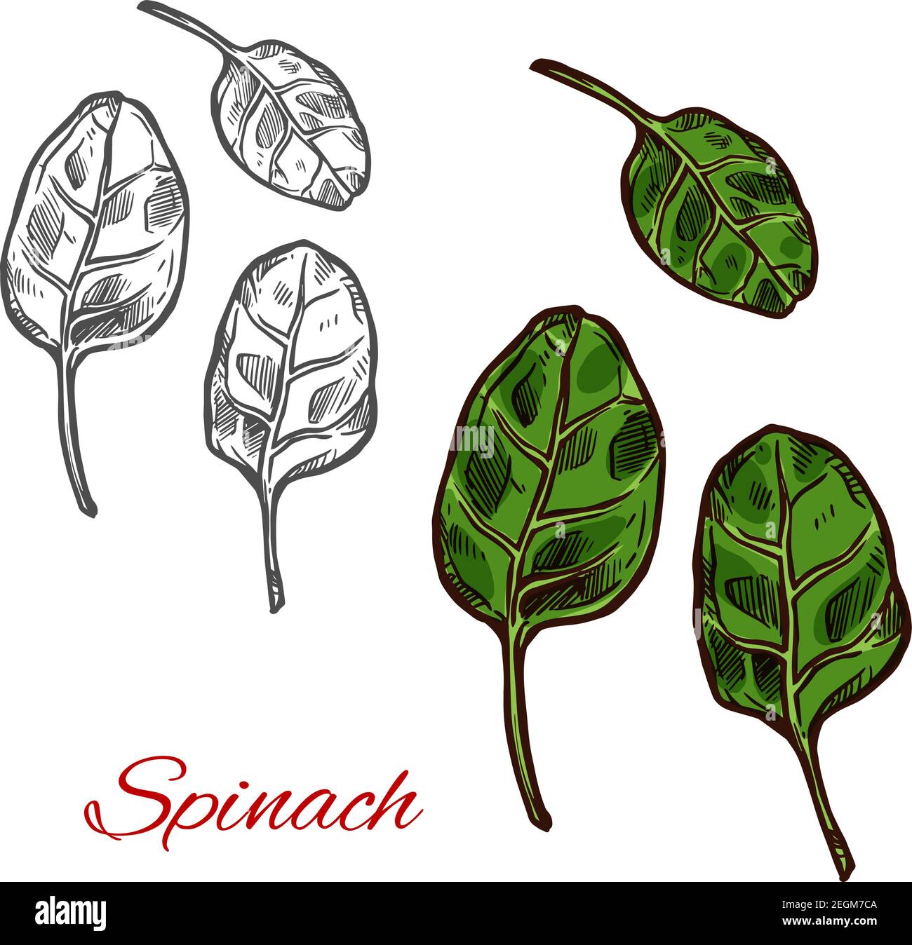 Spinach vegetable sketch with fresh green leaf. Salad leaf of healthy ...